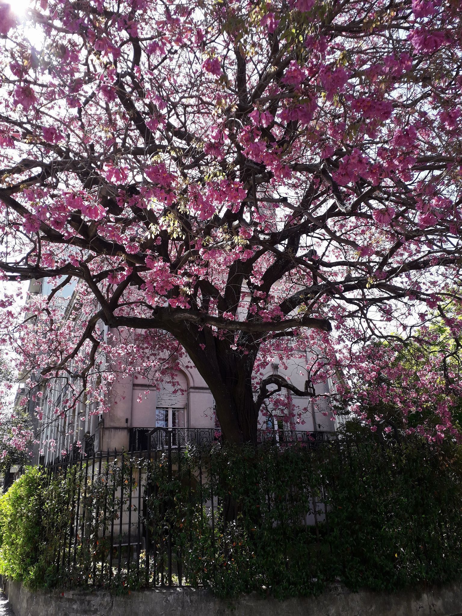Galería de soydairi | Cafecito