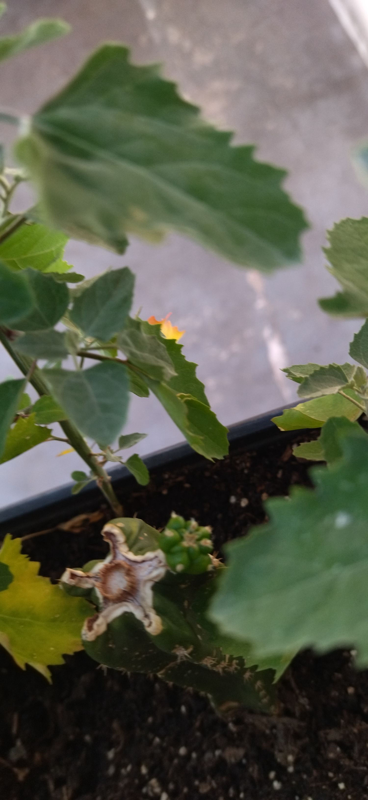 Publicaciones de German Etcheverry | Cafecito