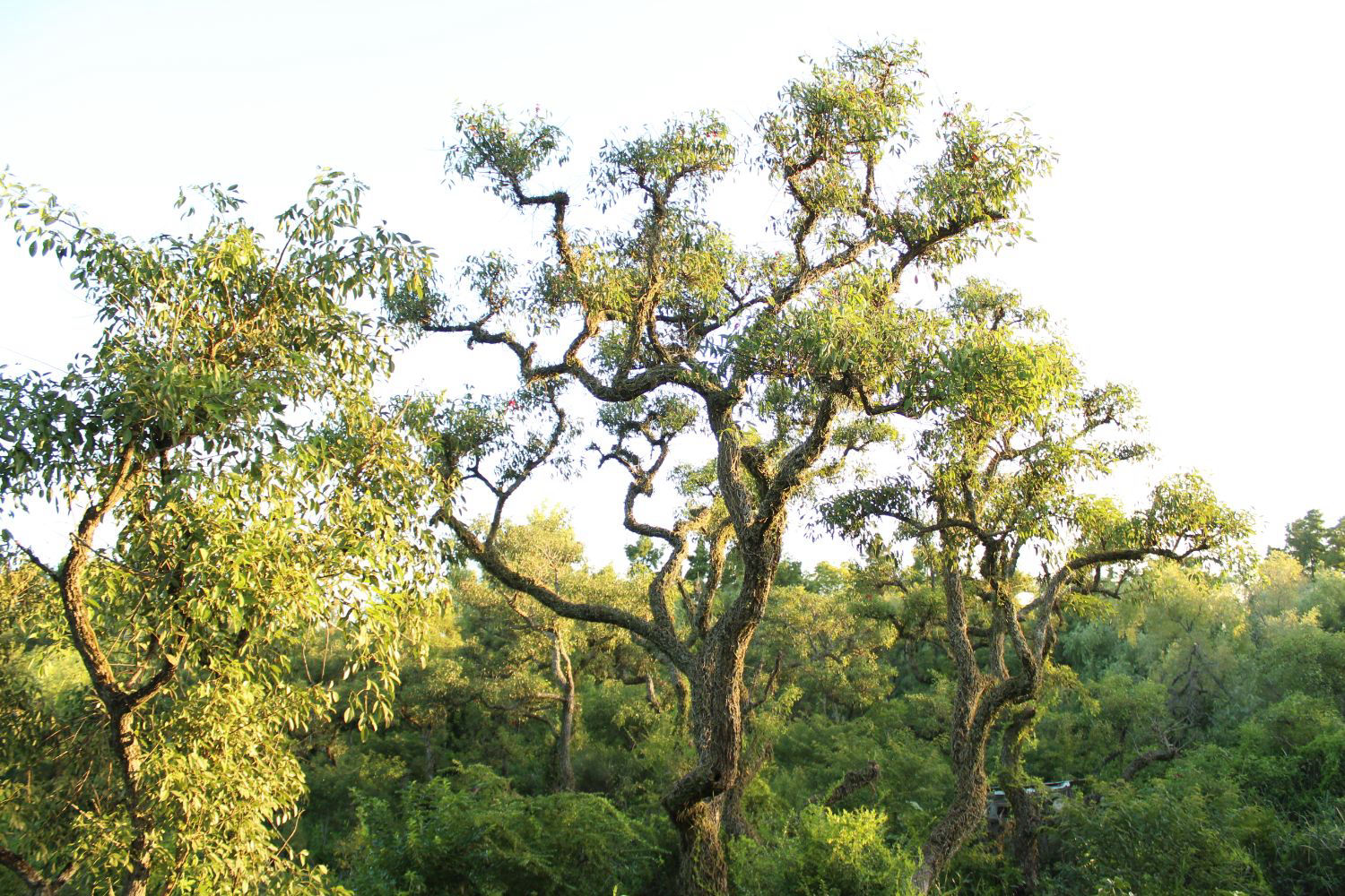 Pajonal con Ceibos | Cafecito