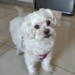 Operación Fluffy | Cafecito