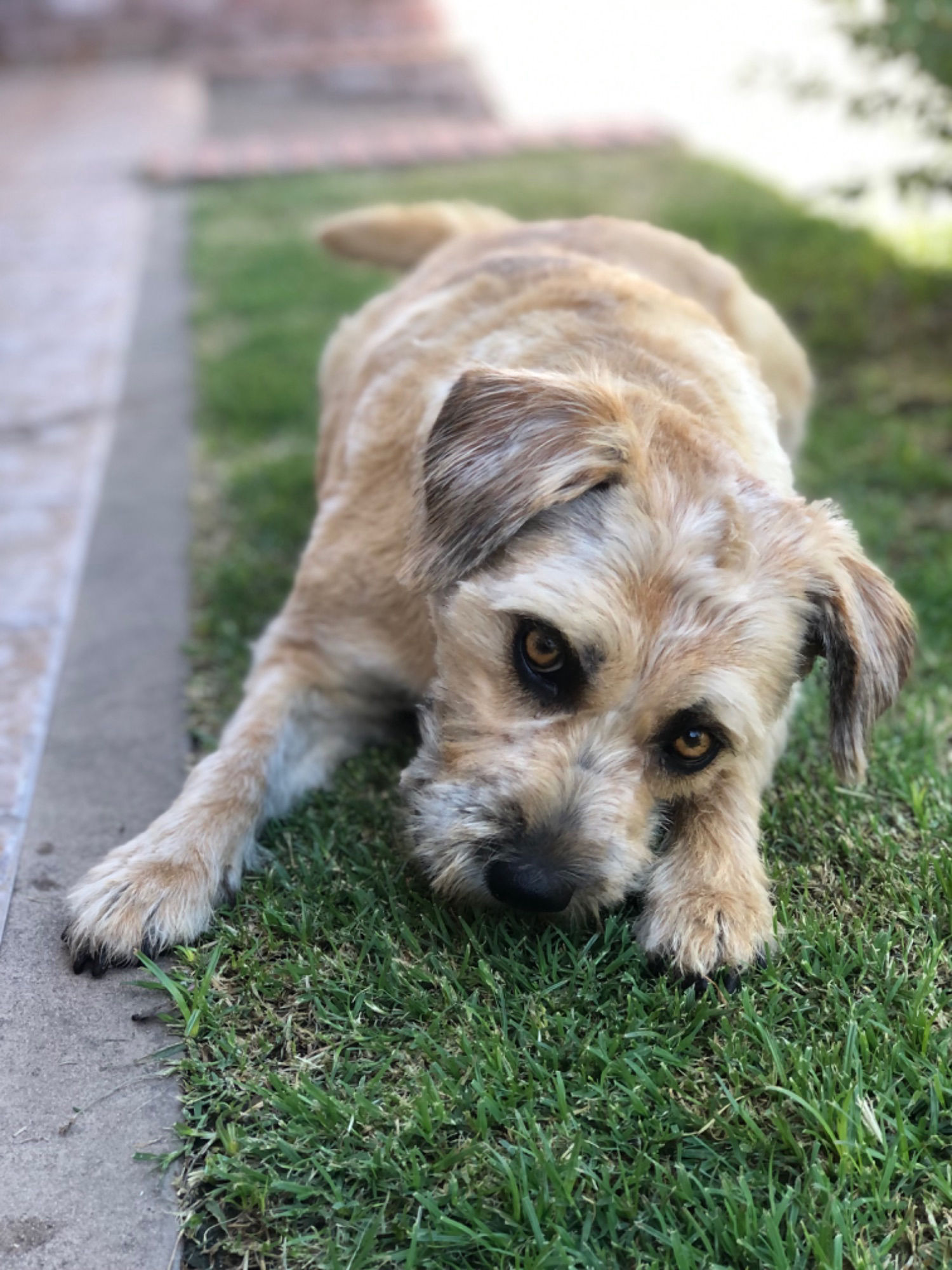 Michis por Colitas Felices | Cafecito